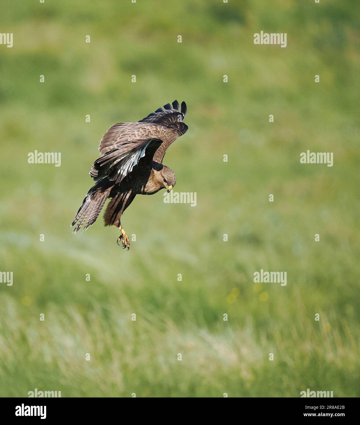 Raptor feet hi-res stock photography and images - Alamy