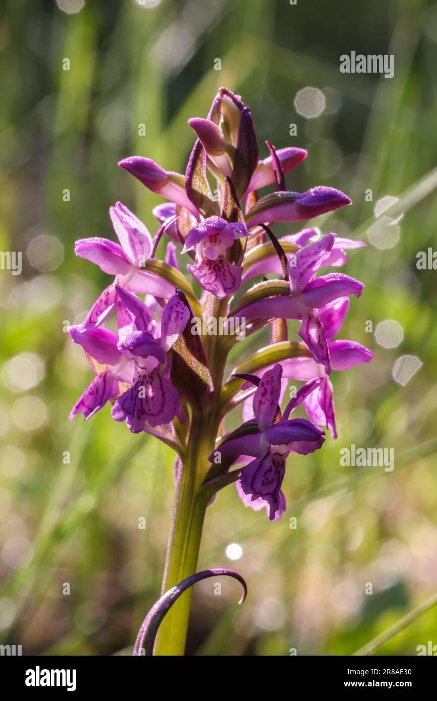 Early marsh-orchid flowering Stock Photo - Alamy