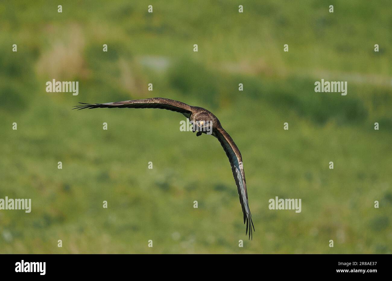 Raptor feet hi-res stock photography and images - Alamy