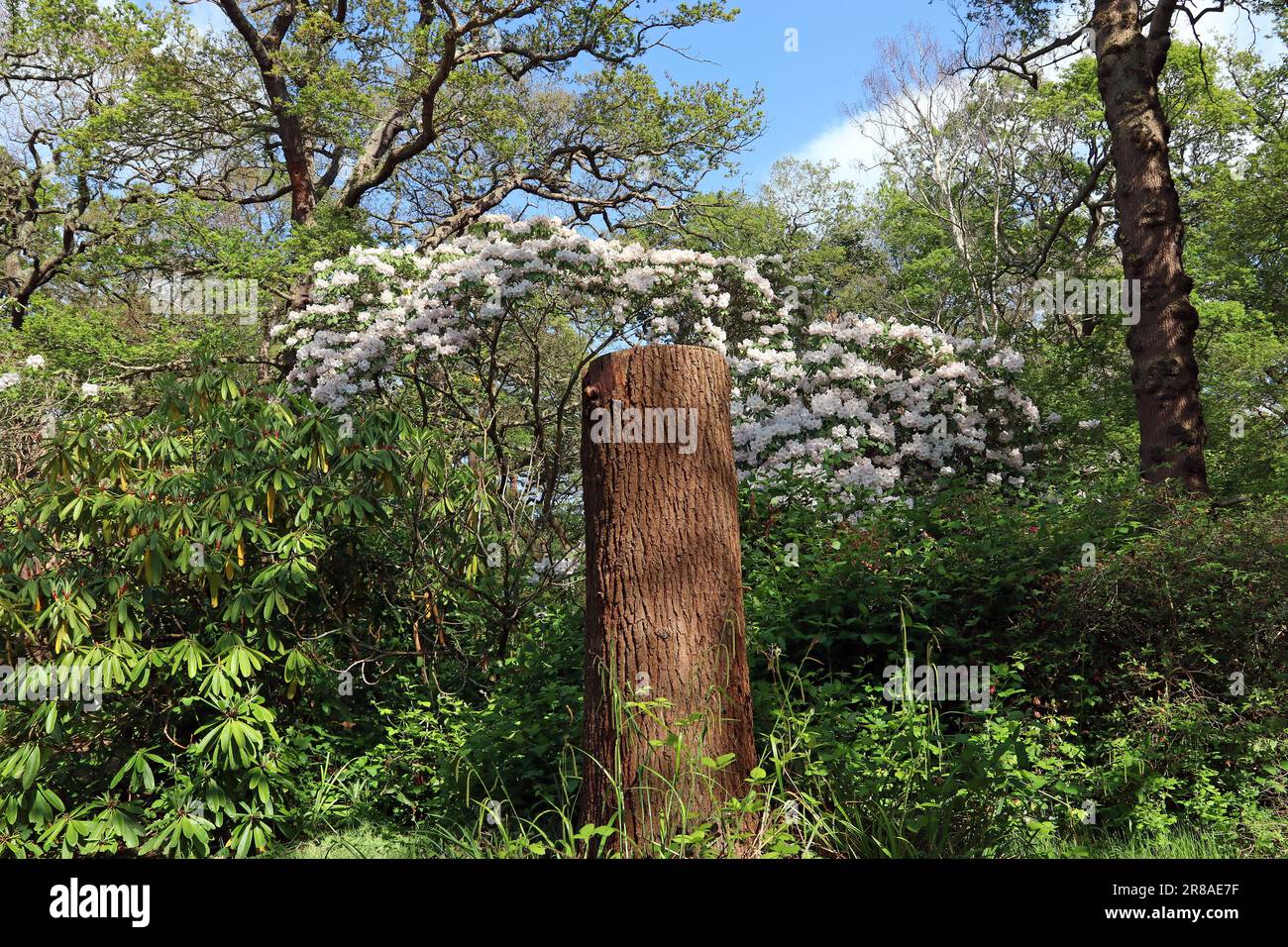 A tall tree stump nestles under a white rhododendron and tall trees in ...