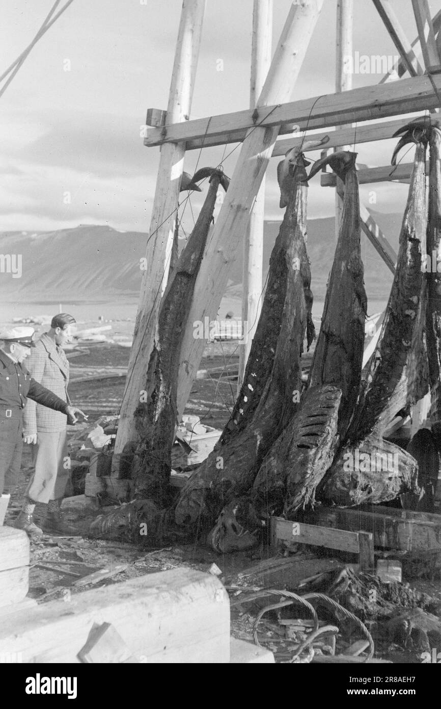 Actual 18-1947: SvalbardNorwegian outpost in the Arctic Ocean Currently ...