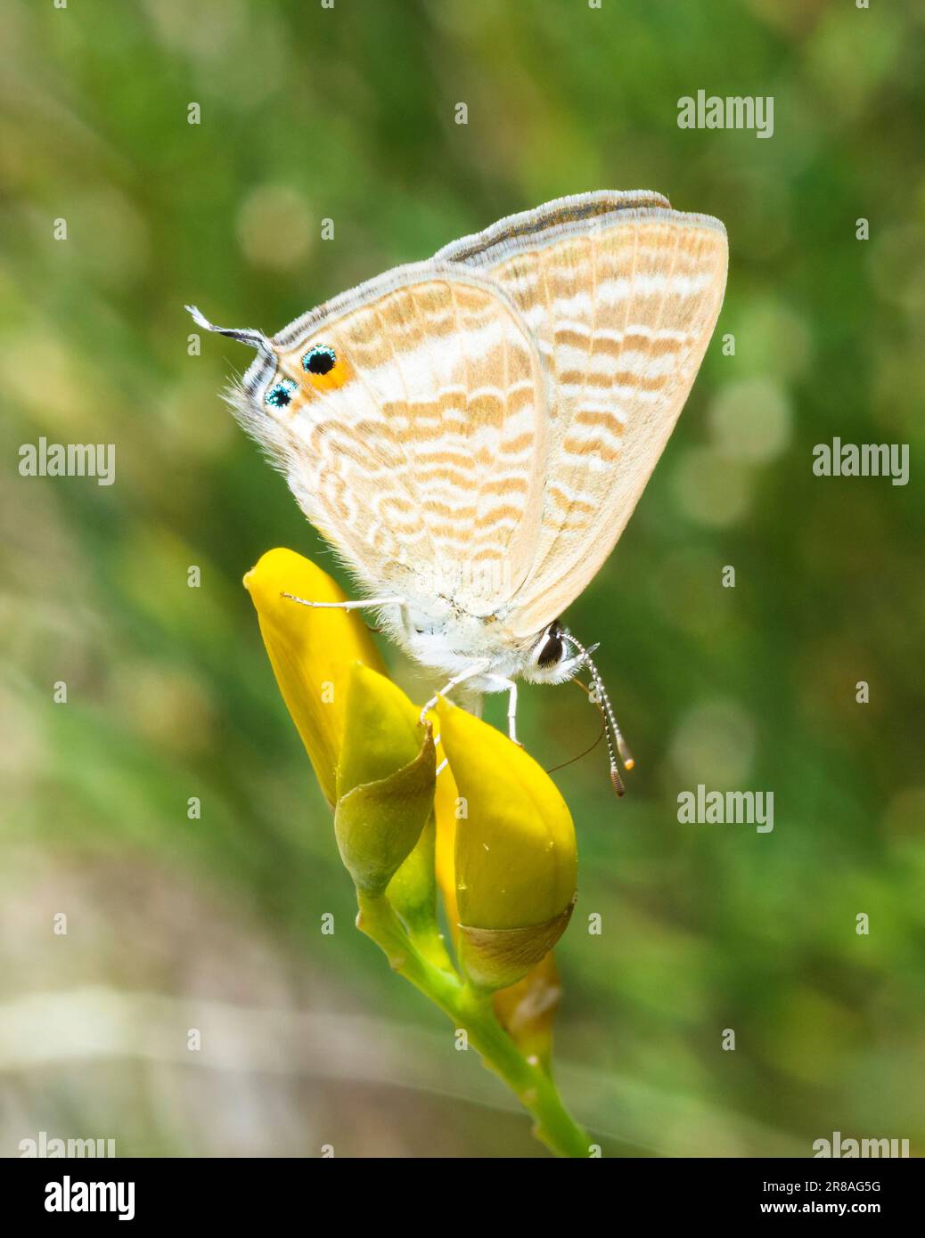 Pea Blue butterfly, Lampides Boeticus, on a Spanish Broom flower ...