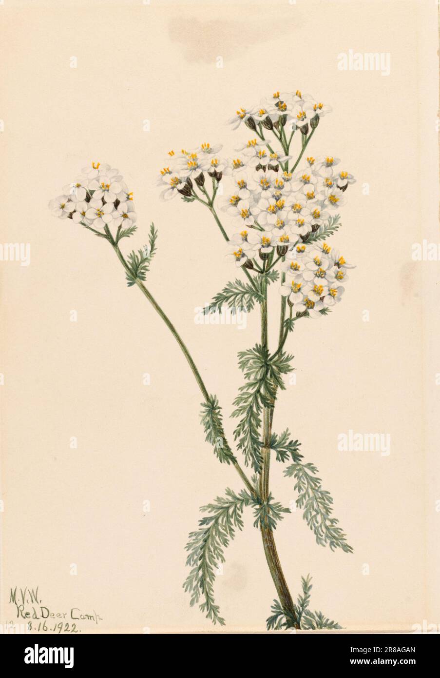 Western Yarrow (Achillea lanulosa) 1922 by Mary Vaux Walcott, born ...