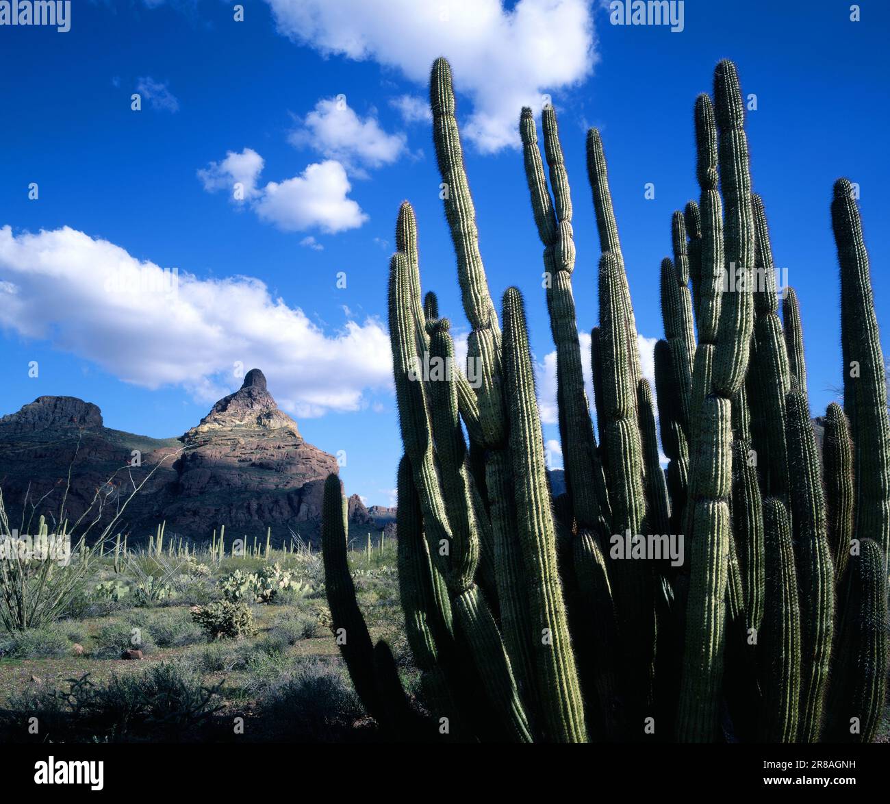 Cacti in organ pipe cactus hi-res stock photography and images - Alamy