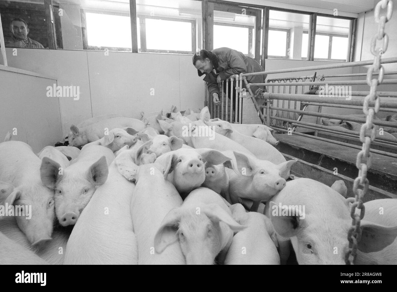 Current 9-7-1960 : With the pig in the backThe sales phantom Gunnar ...