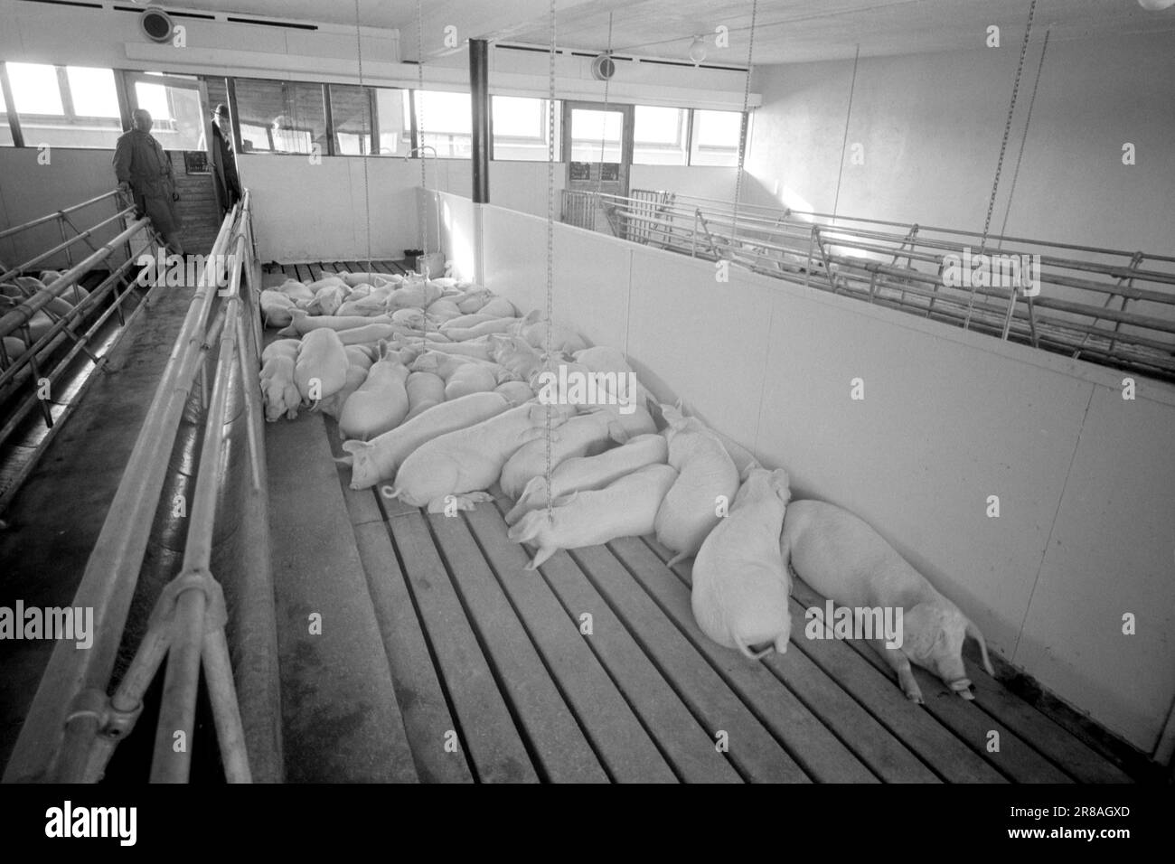 Current 9-7-1960 : With the pig in the backThe sales phantom Gunnar ...