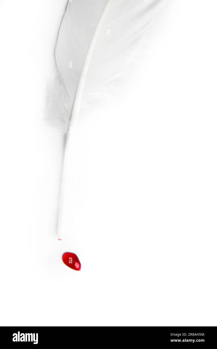white feather and drop of blood from its tip Stock Photo - Alamy