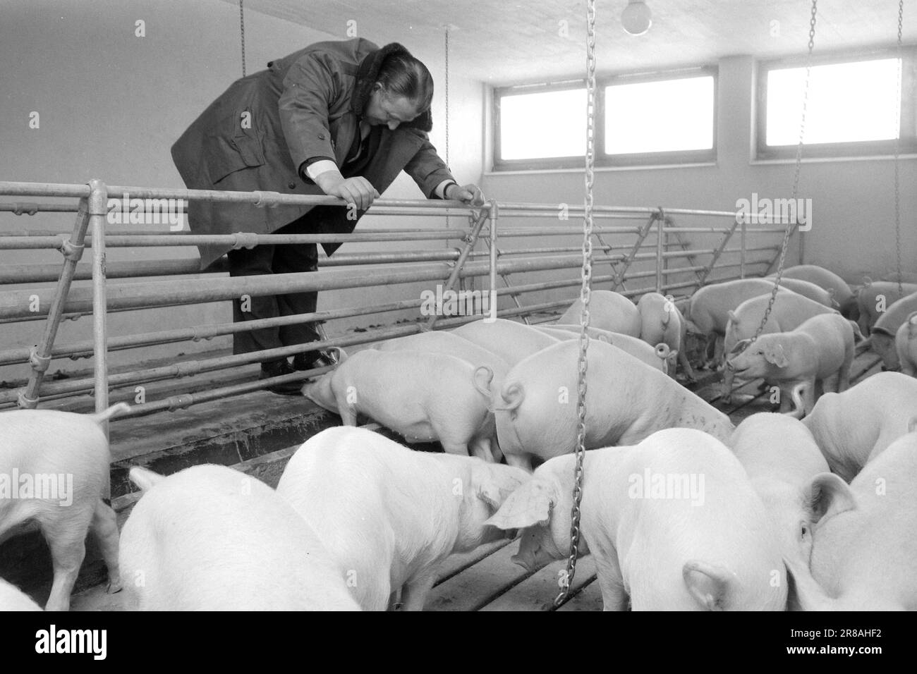 Current 9-7-1960 : With the pig in the backThe sales phantom Gunnar ...