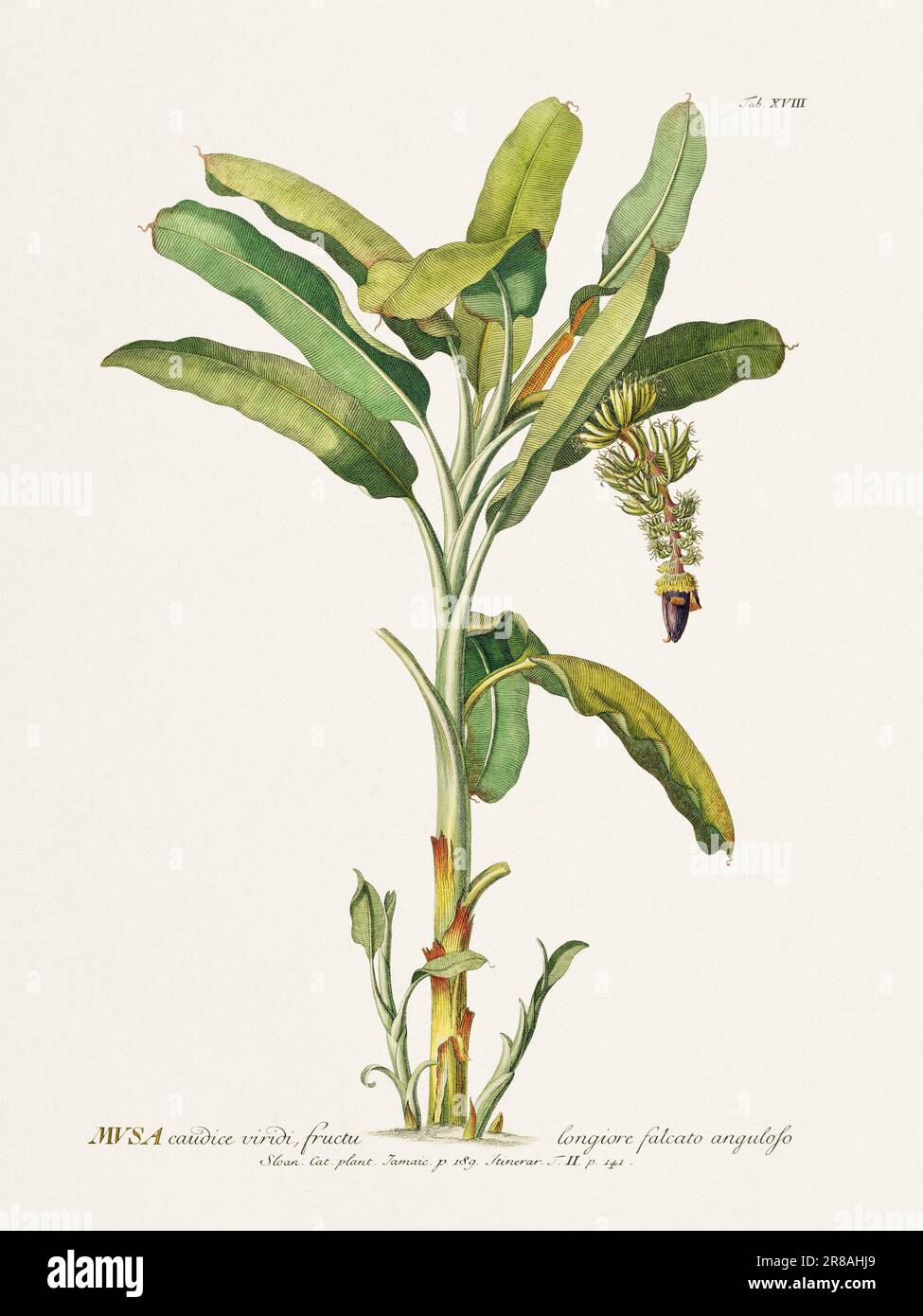 Exquisite 18th-century botanical illustration painted by George ...