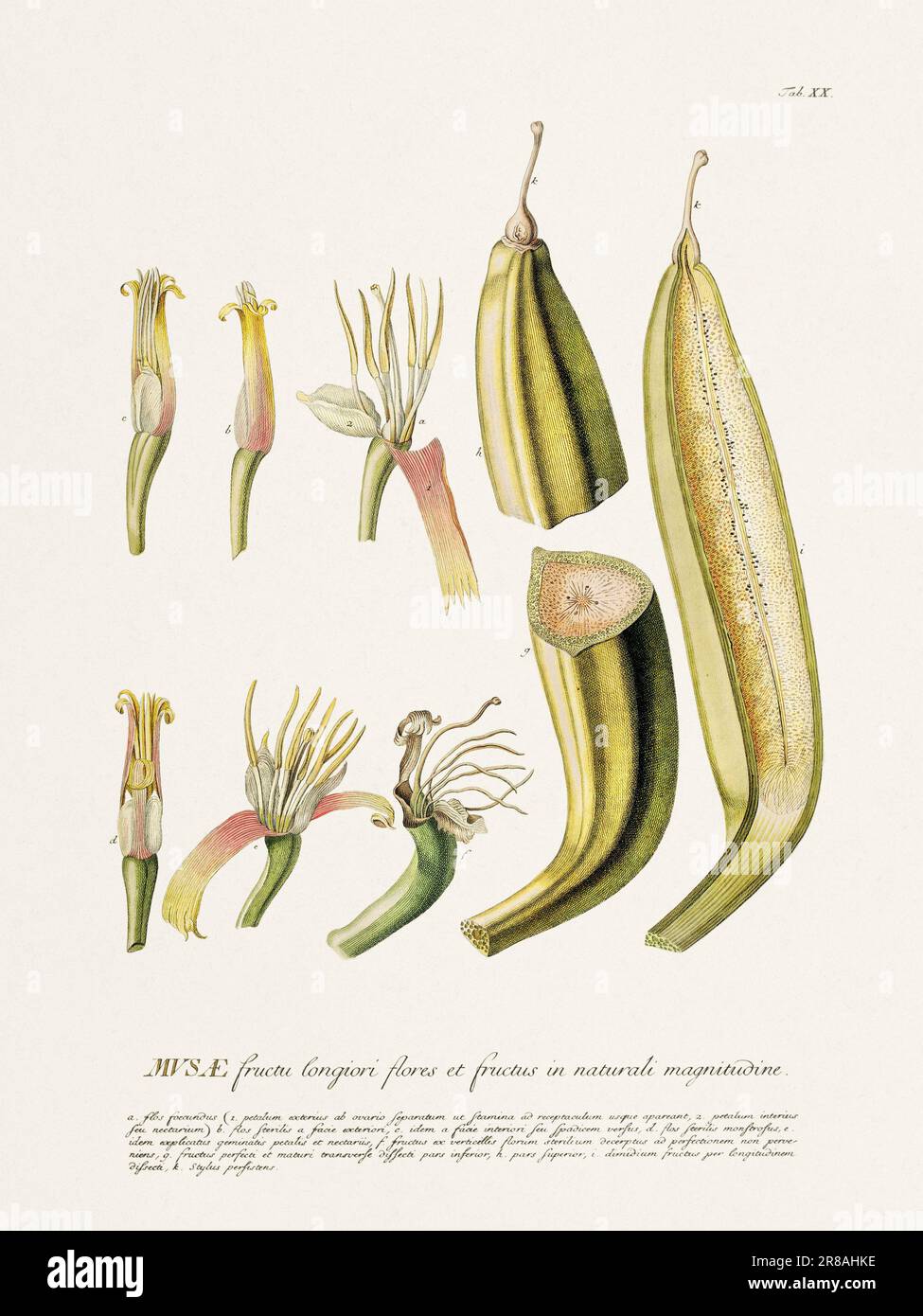 Exquisite 18th-century botanical illustration painted by George ...