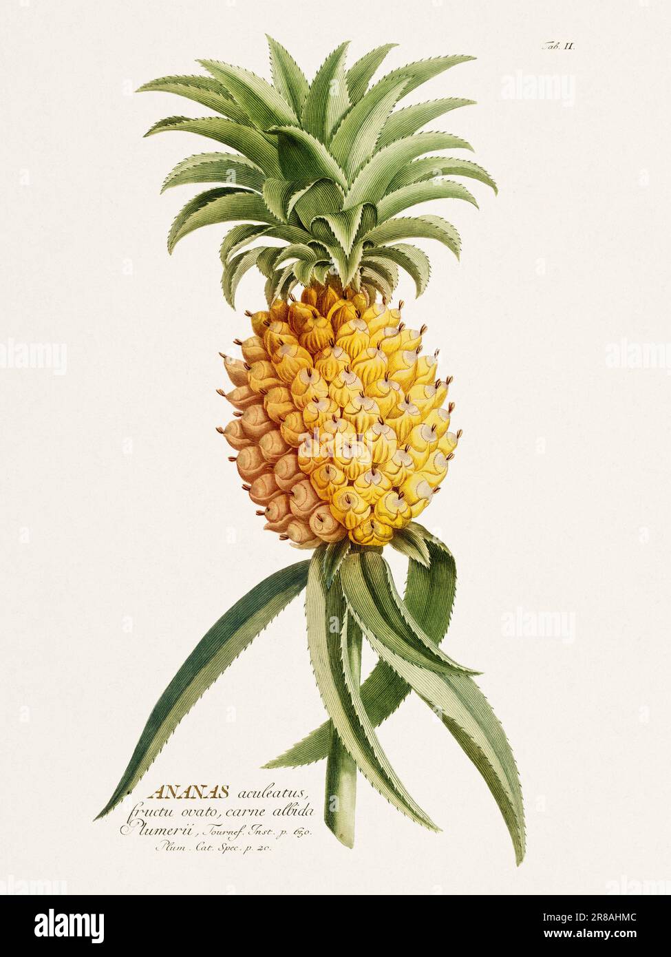 Exquisite 18th-century botanical illustration painted by George ...