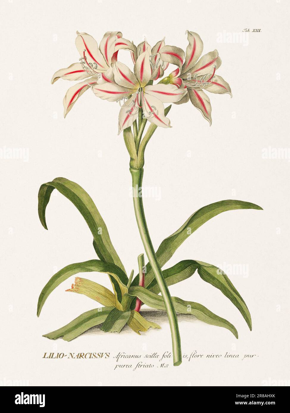 Exquisite 18th-century botanical illustration painted by George ...