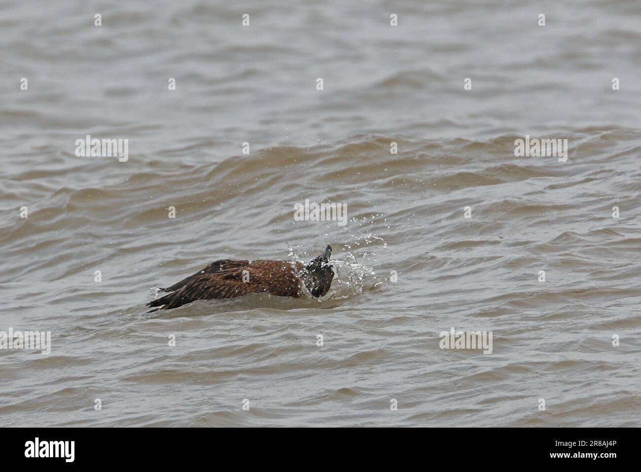 Great Skua (Stercorarius skua) immature bathing in sea Eccles-on-Sea ...