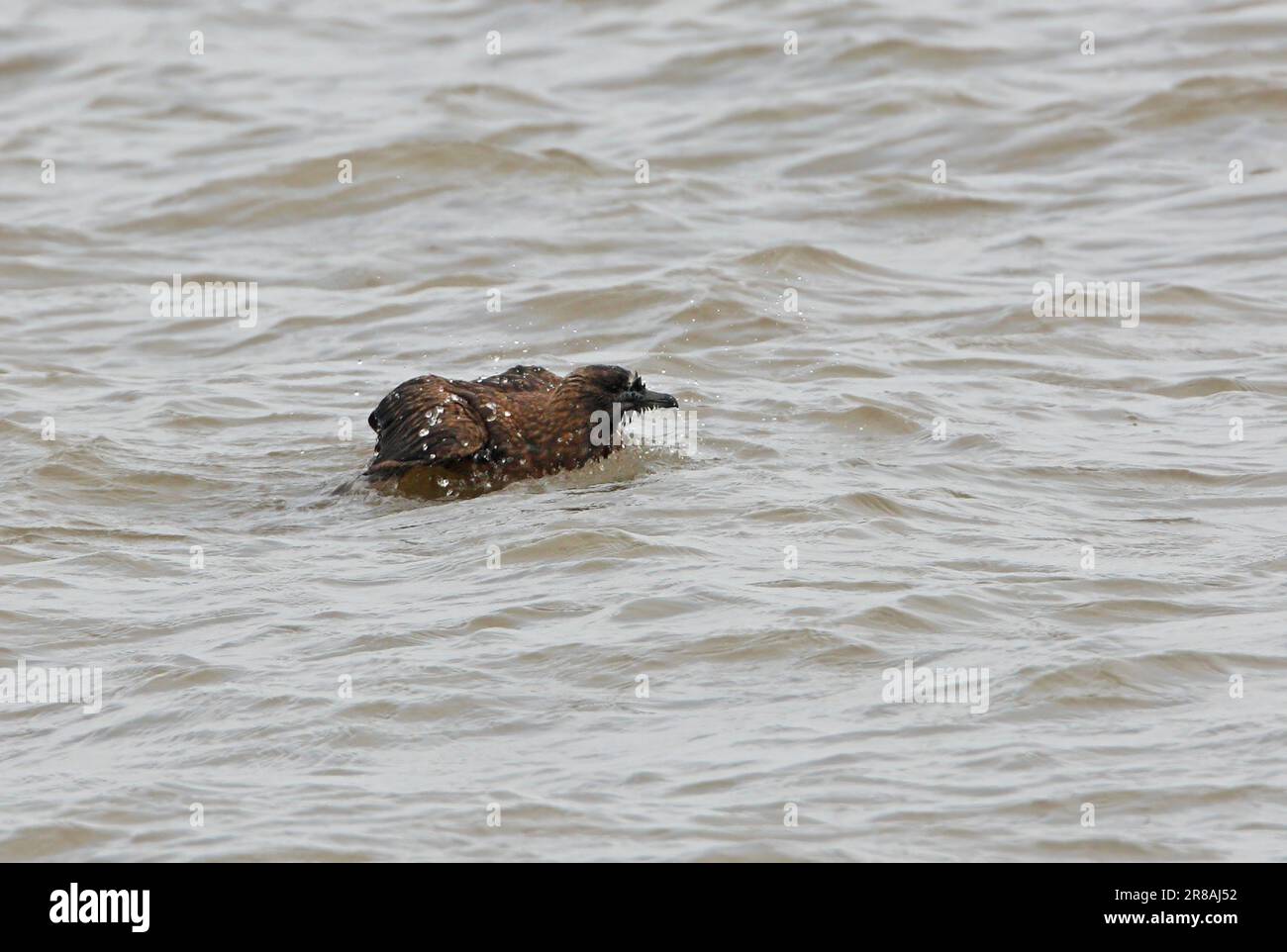 Great Skua (Stercorarius skua) immature bathing in sea Eccles-on-Sea ...