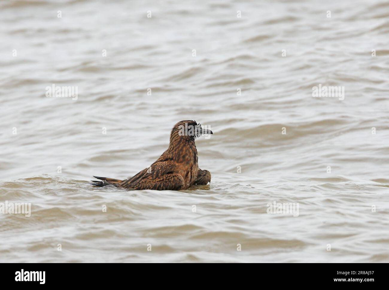 Great Skua (Stercorarius skua) immature bathing in sea Eccles-on-Sea ...