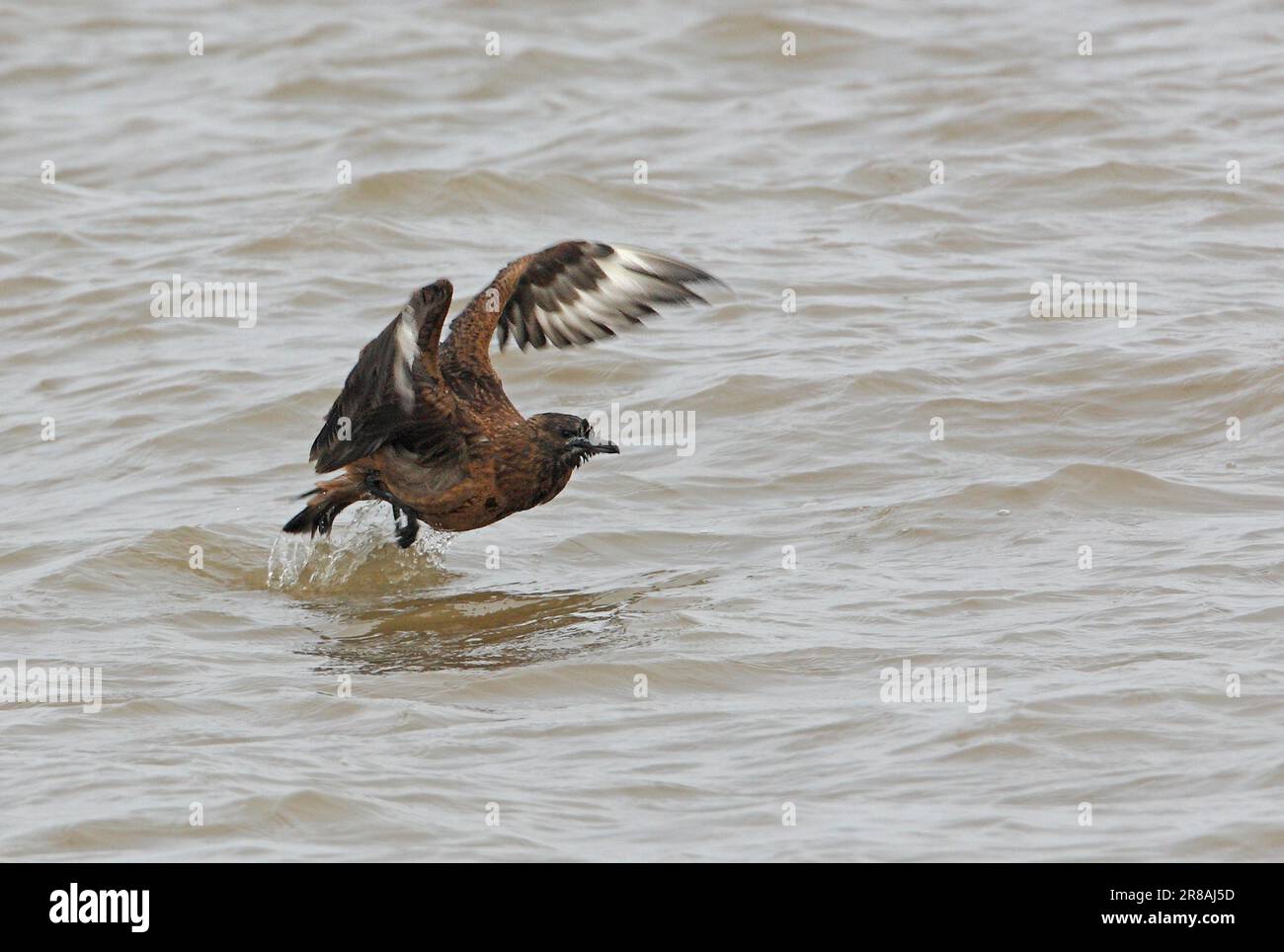 Great Skua (Stercorarius skua) immature taking off from sea Eccles-on ...