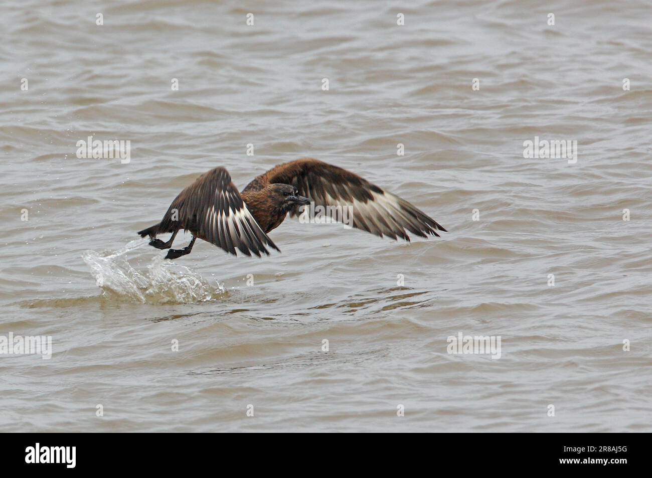 Great Skua (Stercorarius skua) immature taking off from sea Eccles-on ...
