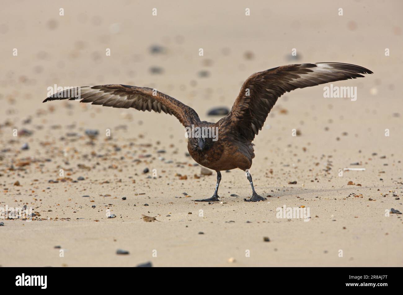 Great Skua (Stercorarius skua) immature taking off from beach Eccles-on ...
