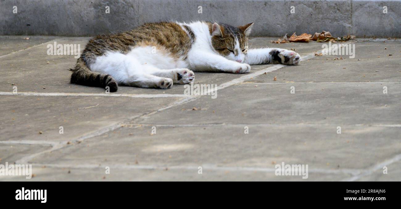 Larry the Cat - Chief Mouser to the Cabinet Office since 2011 - in ...