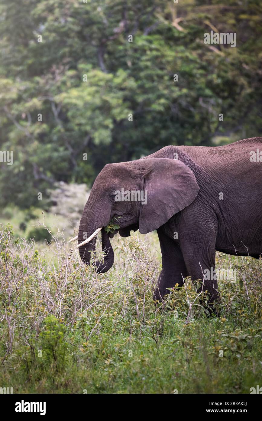 Wild big grey african elephant eating in the savannah in the Serengeti ...