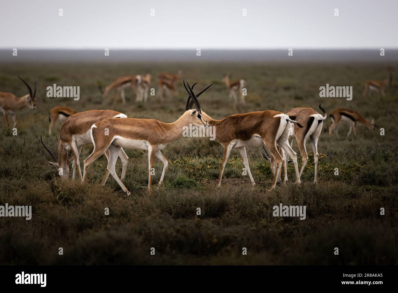 A herd of wild impala antelopes, rooibok, in the savannah in the ...