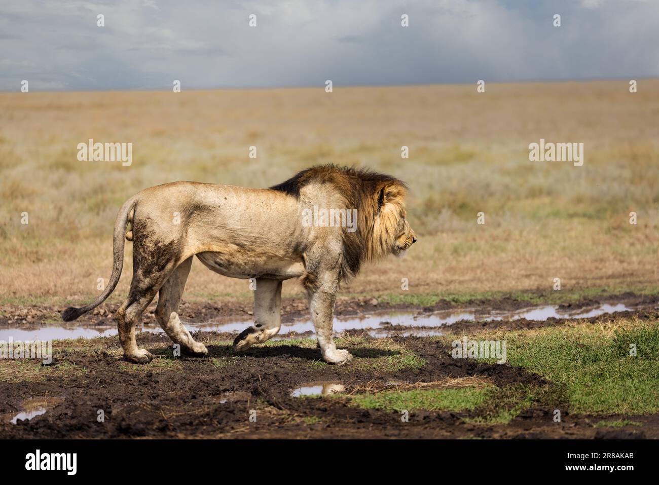 Wild majestic male lion with big mane, simba, in the savannah in the ...