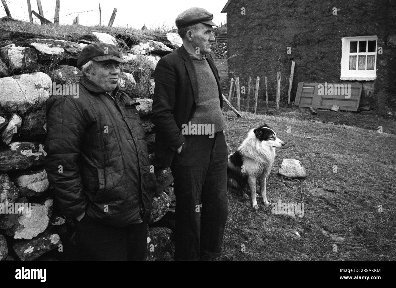 Sheep dog on white Black and White Stock Photos & Images - Alamy