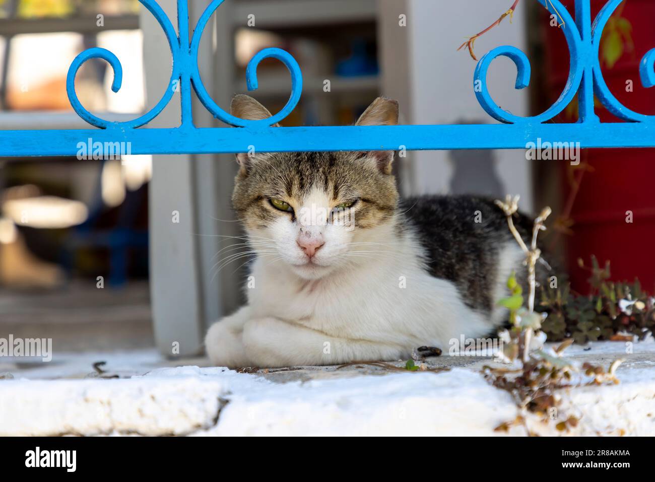 sleepy cat in the midday heat on the island Paros in Greece Stock Photo ...