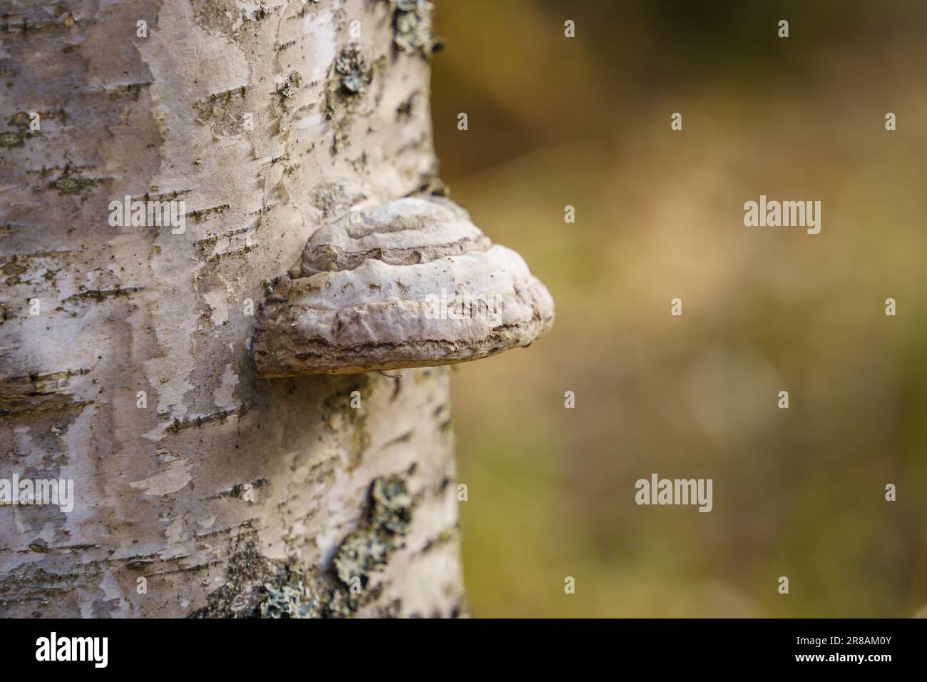 Birch polypore (Fomitopsis betulina, previously Piptoporus betulinus ...