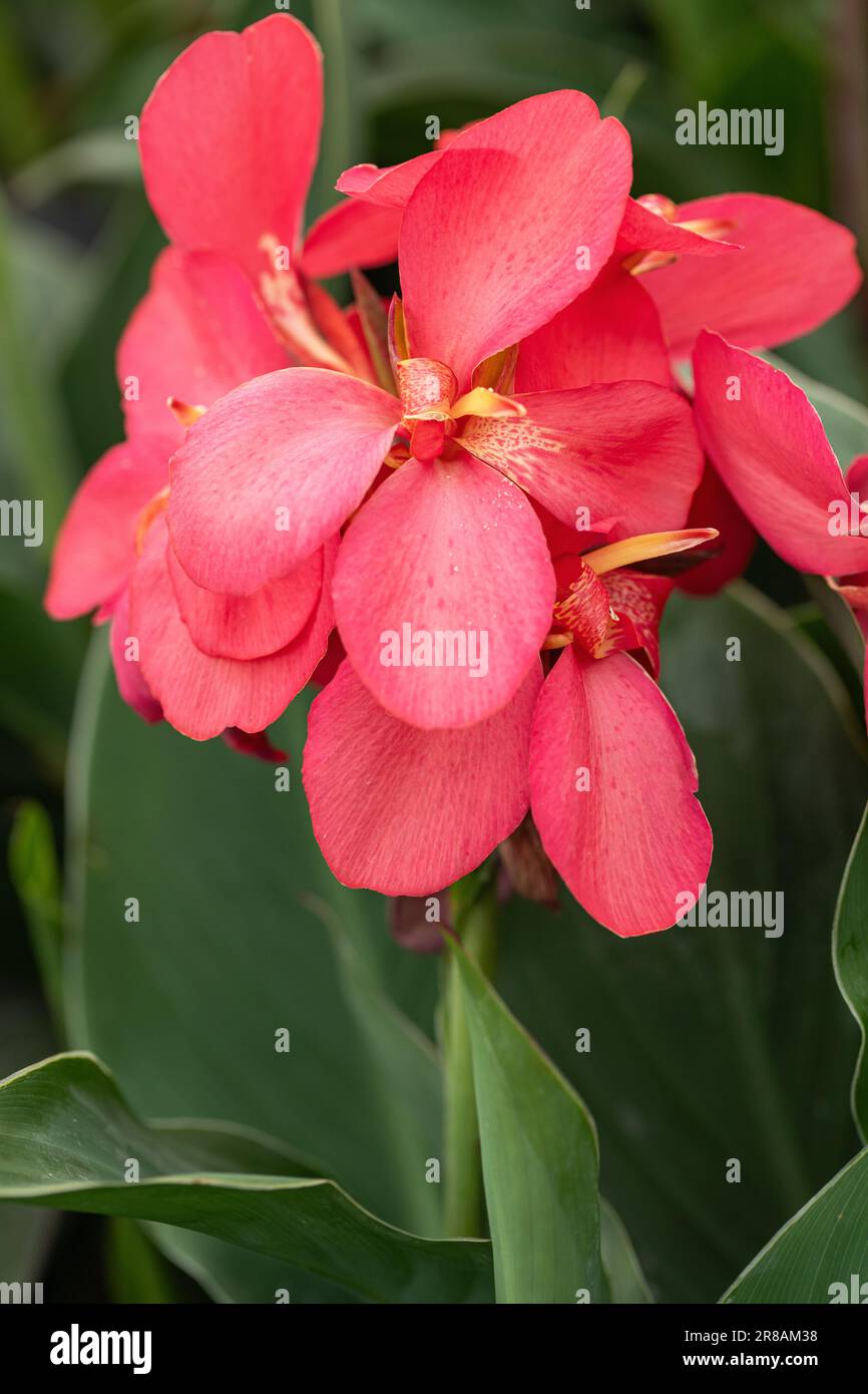 Canna cannova bloom hi-res stock photography and images - Alamy