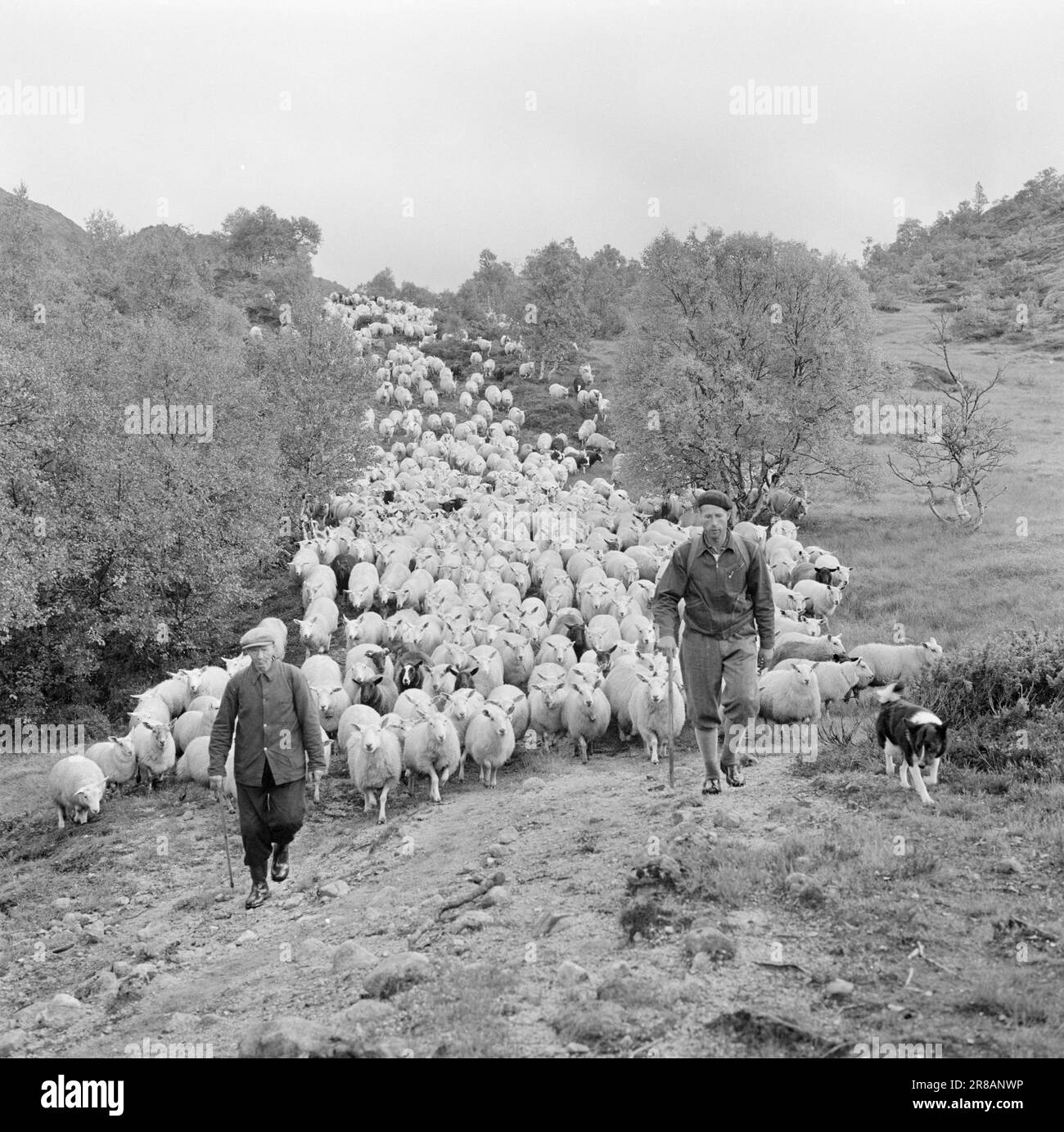 Current 42-1-1960: Bye Bye!! Summer is over. Sheep herding in Sirdal ...