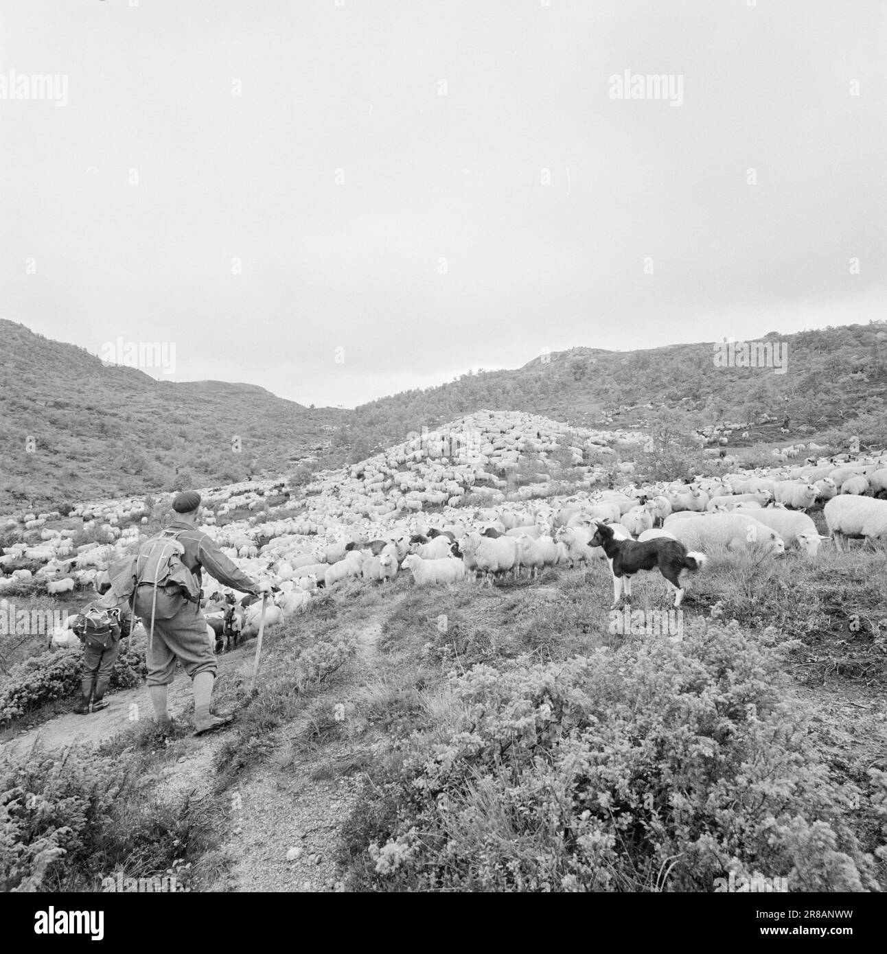 Current 42-1-1960: Bye Bye!! Summer is over. Sheep herding in Sirdal ...