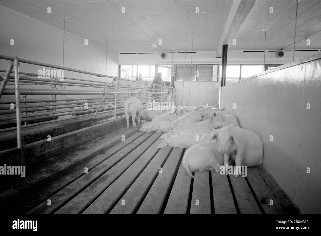 Current 9-7-1960 : With the pig in the backThe sales phantom Gunnar ...