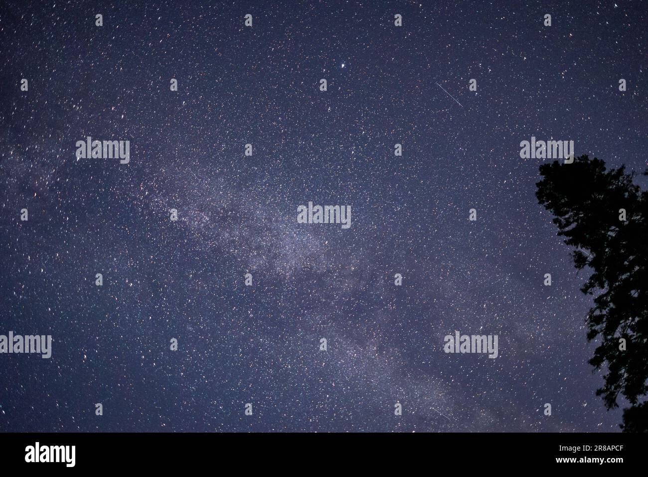 Bright Night Sky Stars Above Dark Black Crowns Of Pine Trees Woods ...