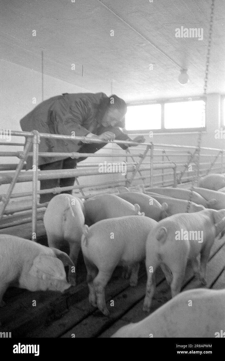 Current 9-7-1960 : With the pig in the backThe sales phantom Gunnar ...