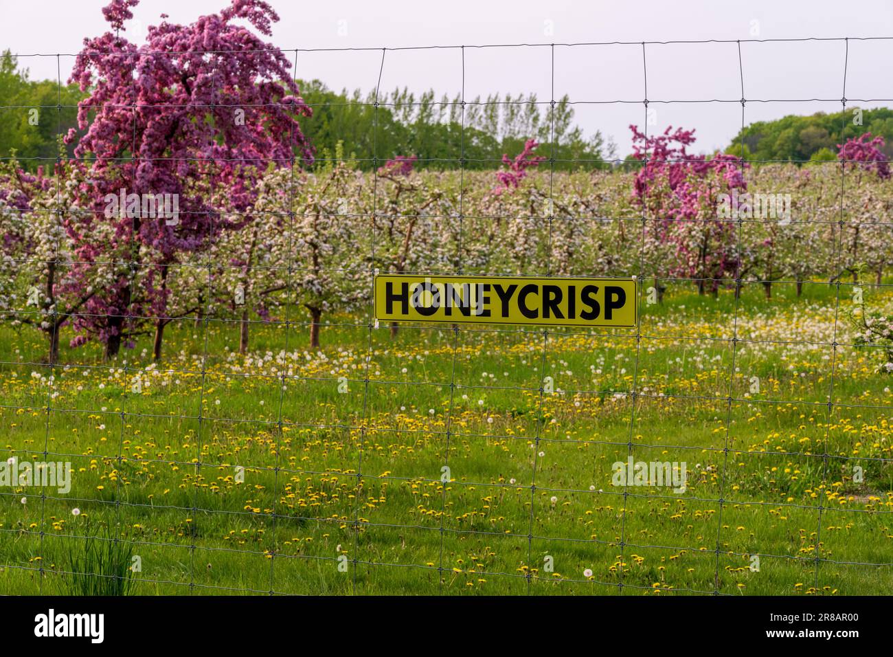 An apple orchard in Door County Wisconsin. Although most noted for its ...
