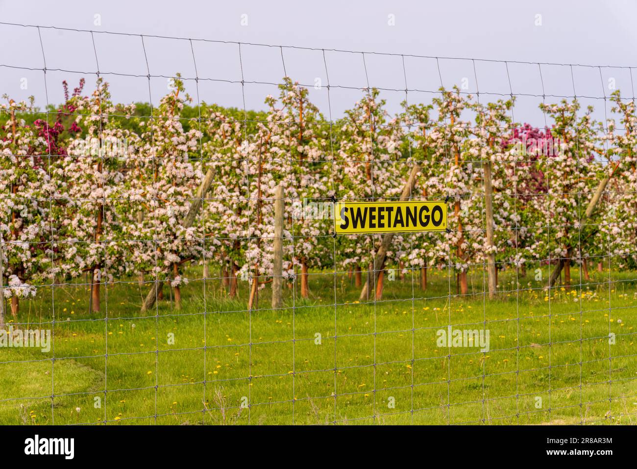 An apple orchard in Door County Wisconsin. Although most noted for its ...
