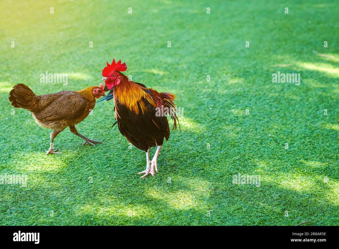 Beautiful domestic red rooster standing and grazing on the artificial ...