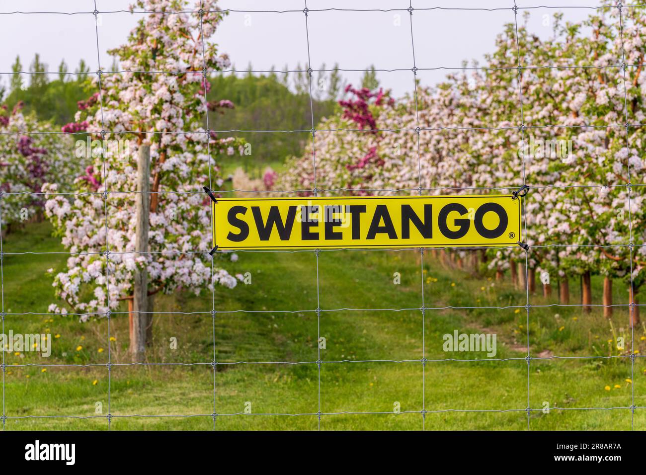 An apple orchard in Door County Wisconsin. Although most noted for its ...