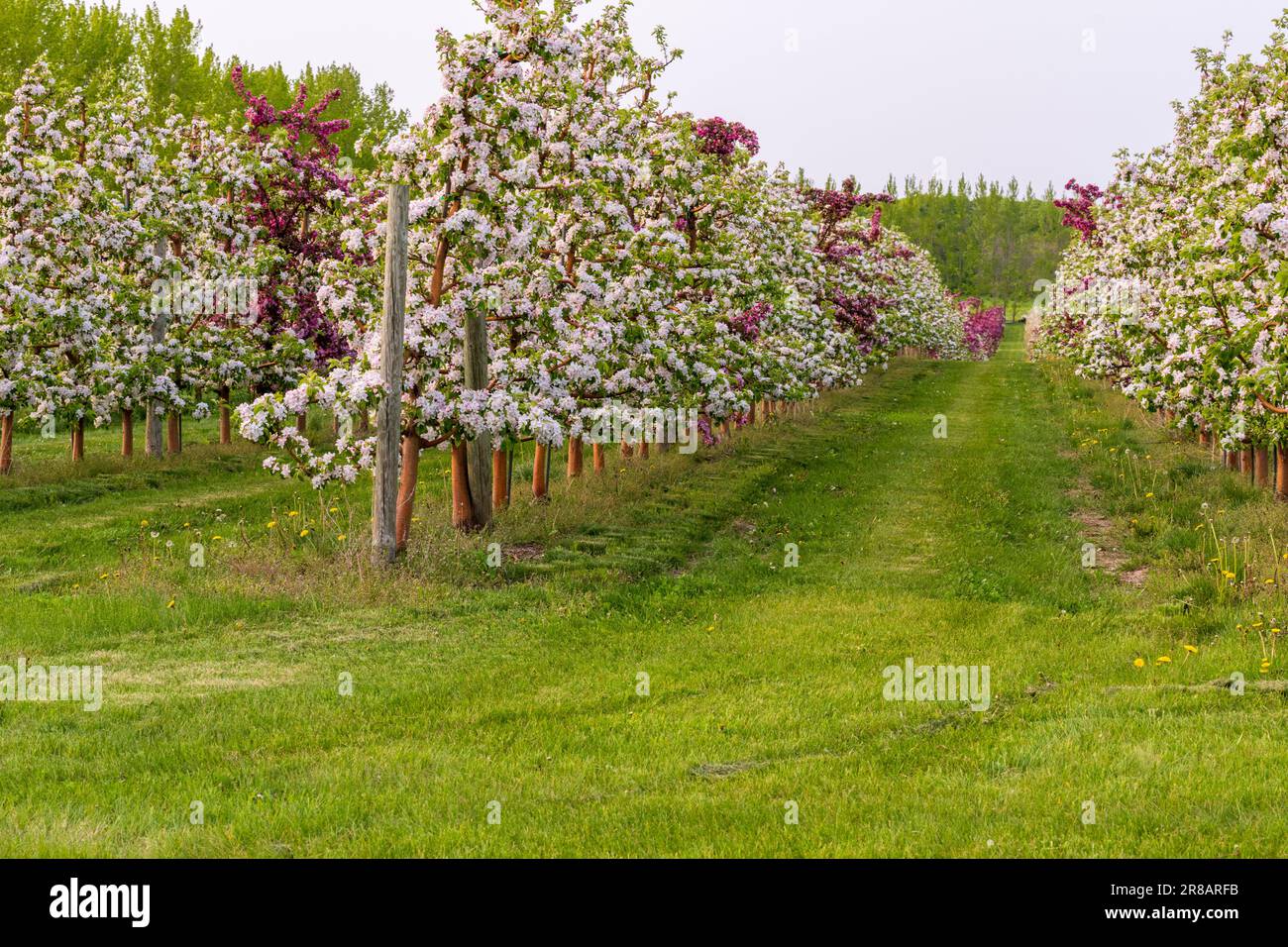 An apple orchard in Door County Wisconsin. Although most noted for its ...