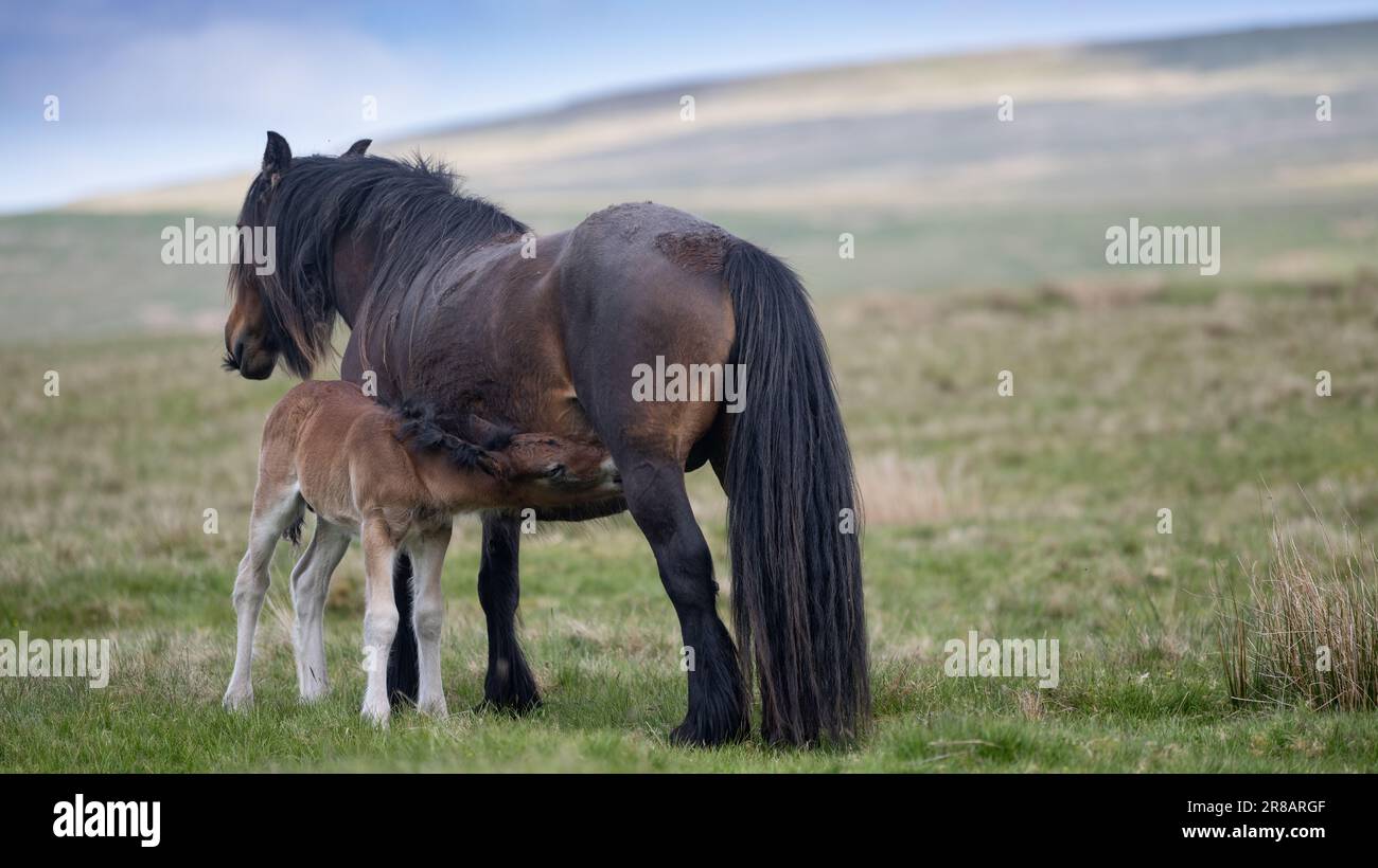 Fell Pony on the open moorland of Wild Boar Fell in the Yorkshire Dales ...