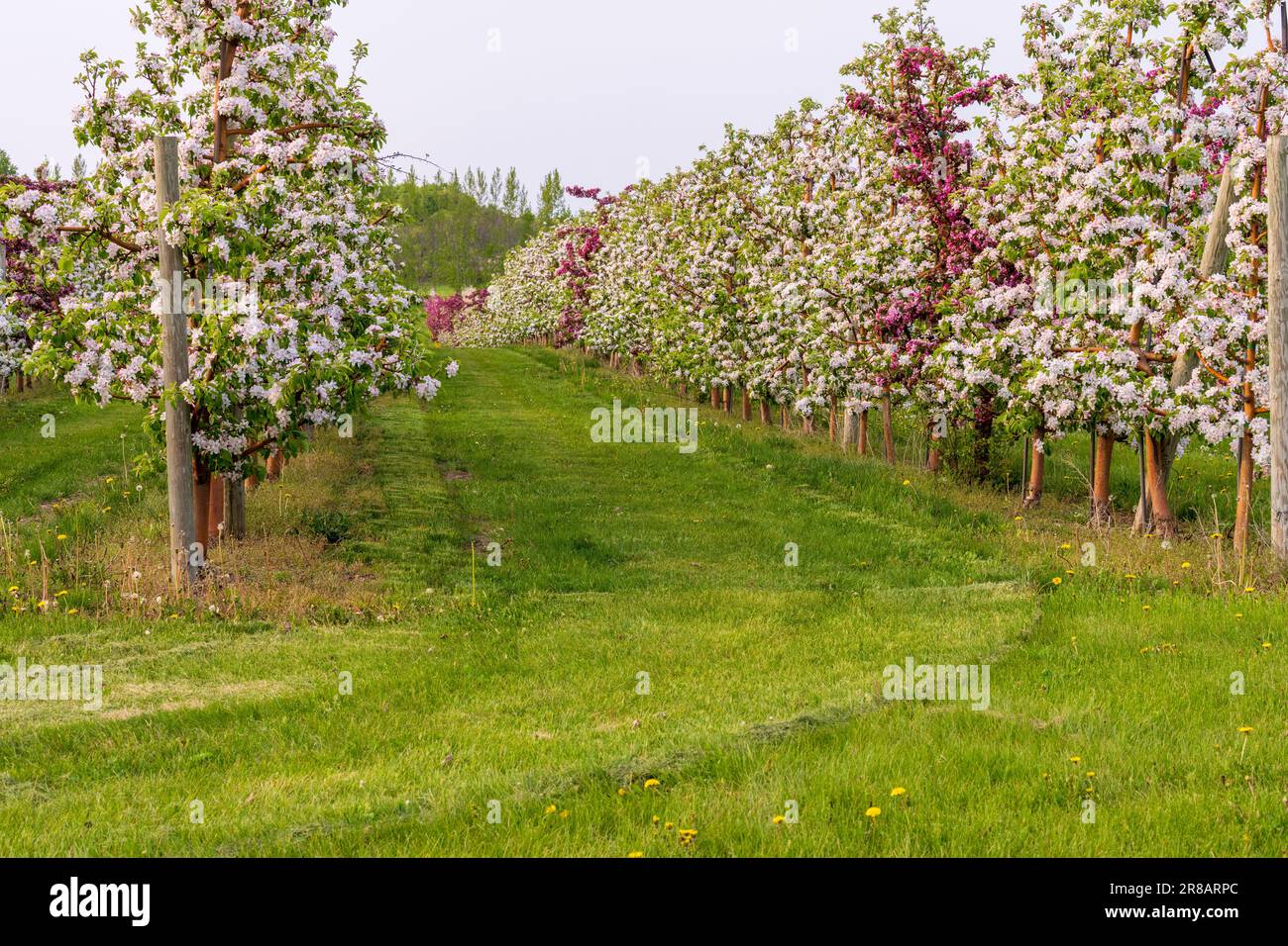 An apple orchard in Door County Wisconsin. Although most noted for its ...