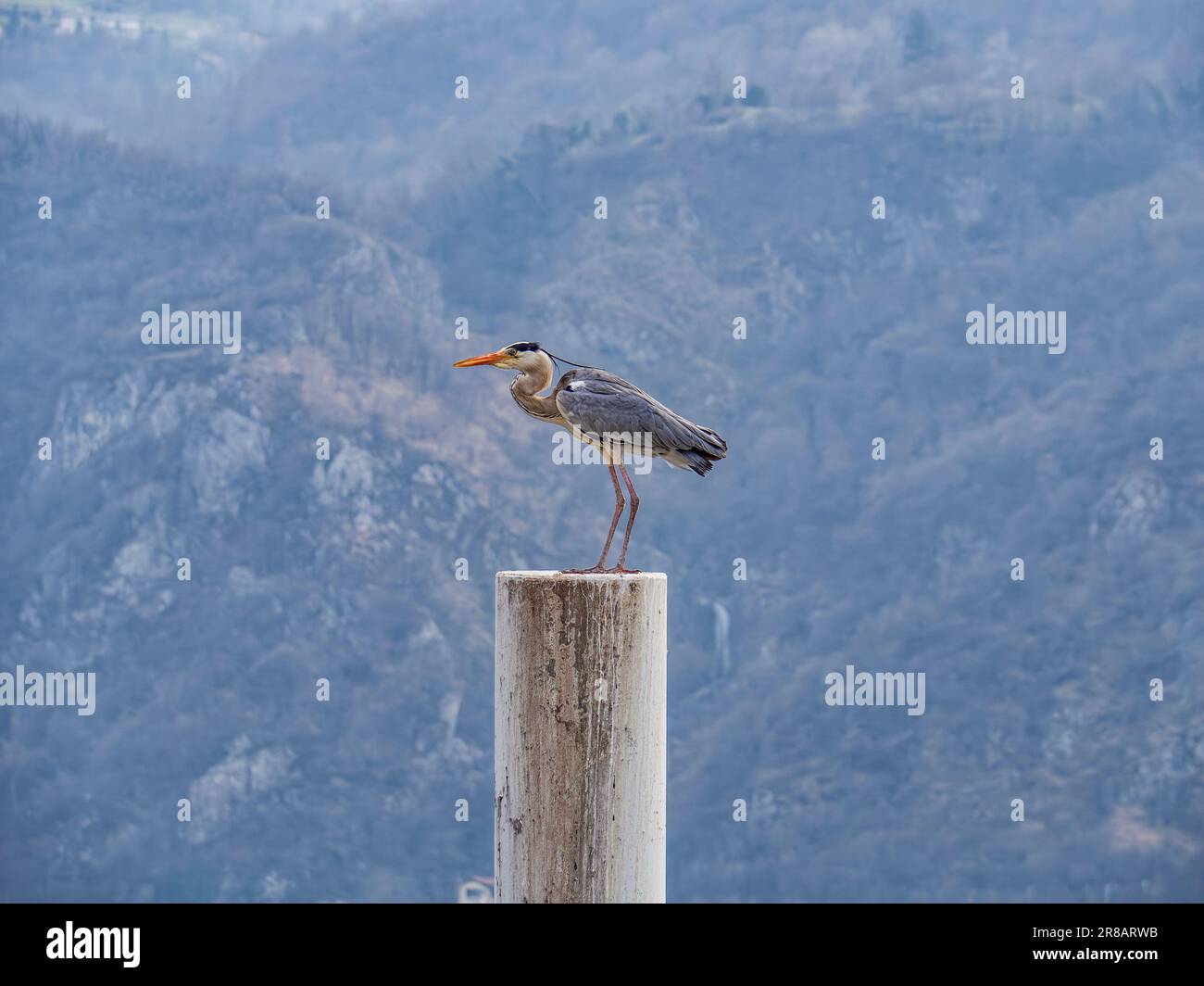Close-up of an henron on a pole Stock Photo - Alamy