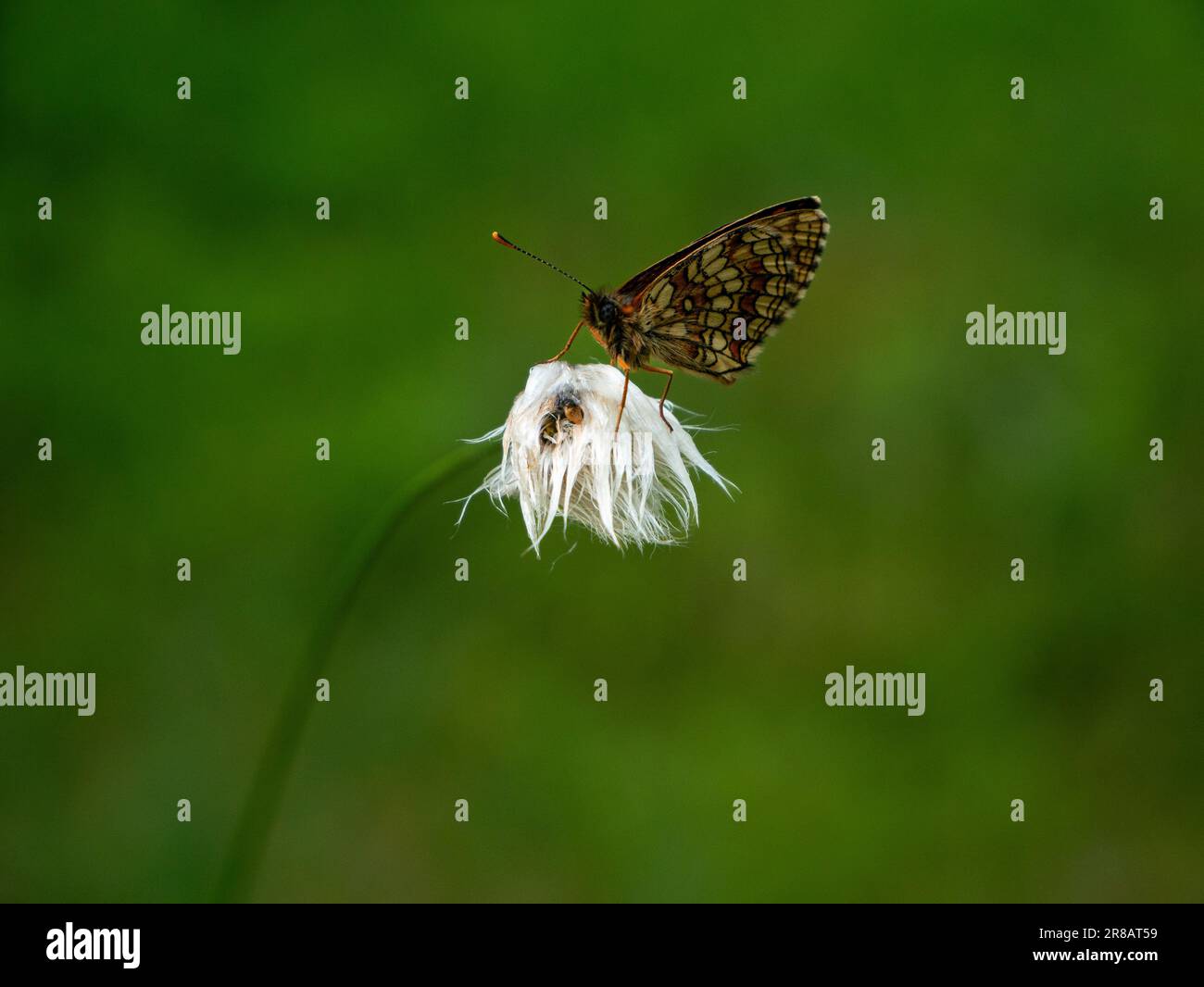 Wildin hi-res stock photography and images - Alamy