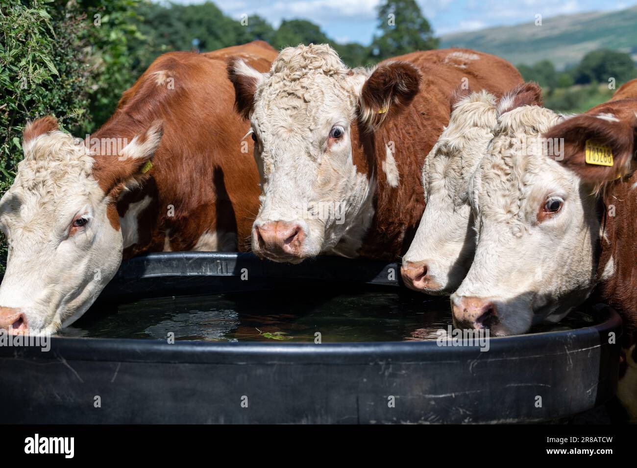 Hereford cattle drinking water from a large water trough on a hot ...
