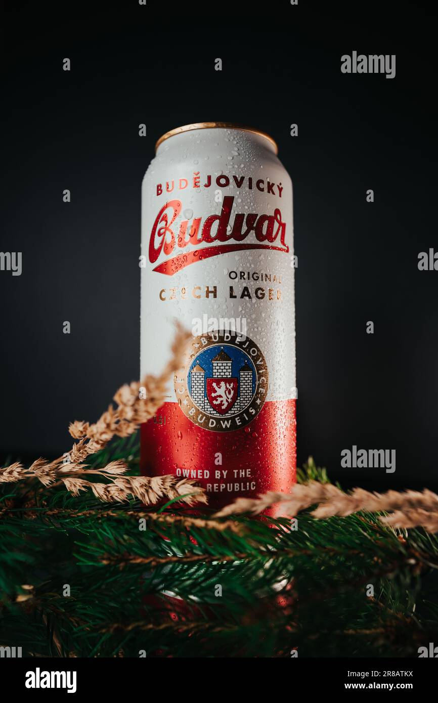 A close-up of a Czech Budvar beer can against a black background ...
