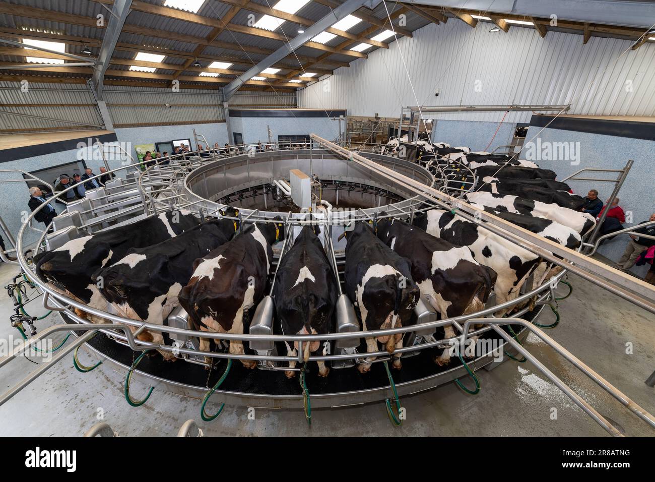 Cows getting milked on a modern rotary parlour, Dumfries, UK Stock ...