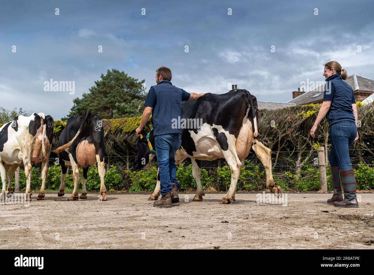 Farmer bring in Holstein dairy cattle from the fields into the milking ...