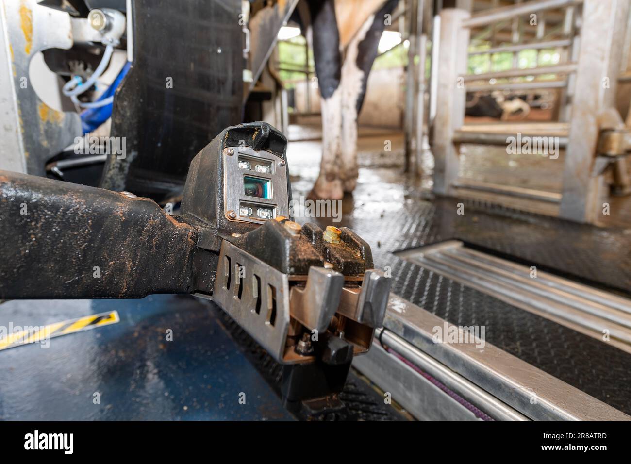 Dairy cows being milked by robotic milking machines in a modern milking parlour. Dumfries, UK ...