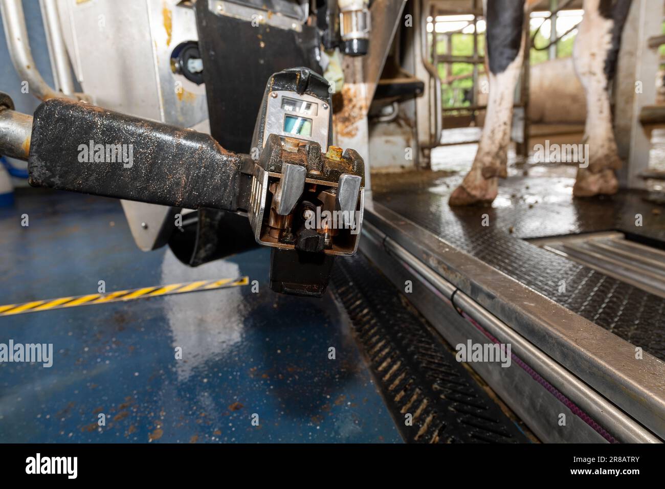 Dairy cows being milked by robotic milking machines in a modern milking parlour. Dumfries, UK ...